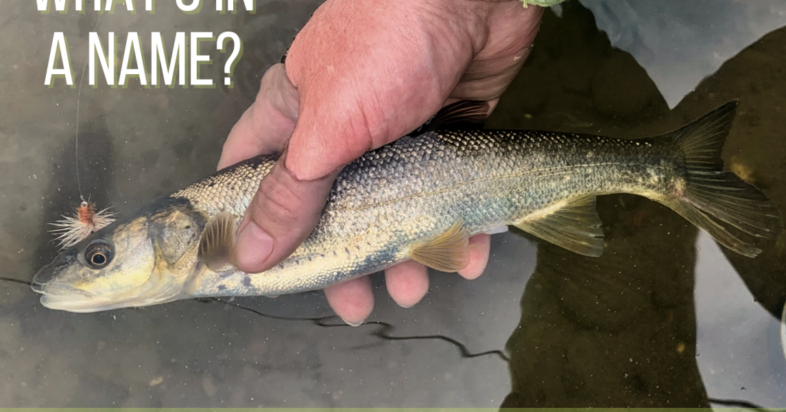 What's in a Name? | Native Fish Society