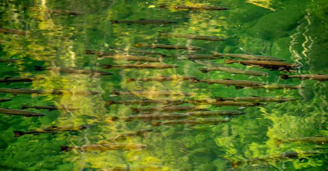 Press Release: Court Protects Wild North Umpqua River Summer Steelhead ...