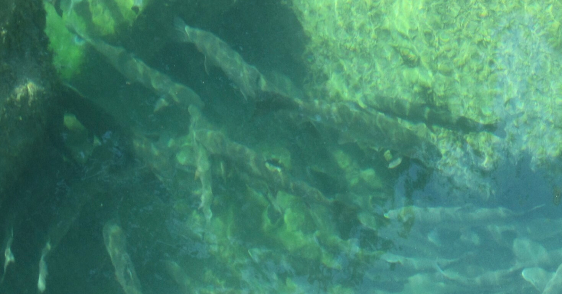 StEELhead Discoveries Series - Part 15: January 2025 | Native Fish Society