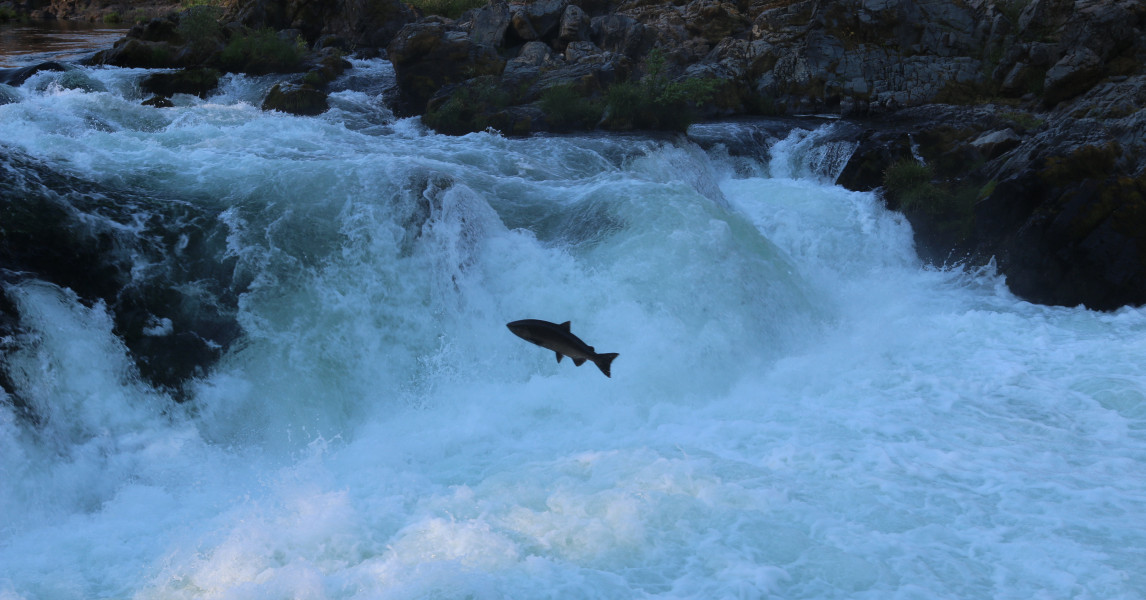 ODFW Funding Reform: The Need for a Comprehensive Approach | Native ...