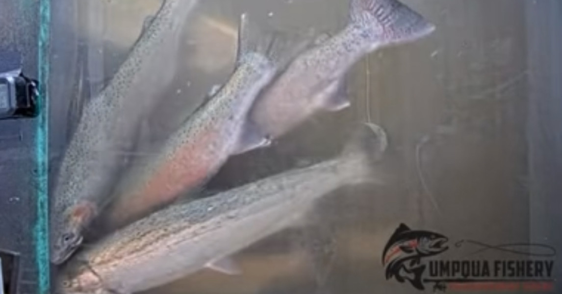 Urge Elected Officials to Hold Winchester Dam Owners Accountable for Environmental Disaster ...