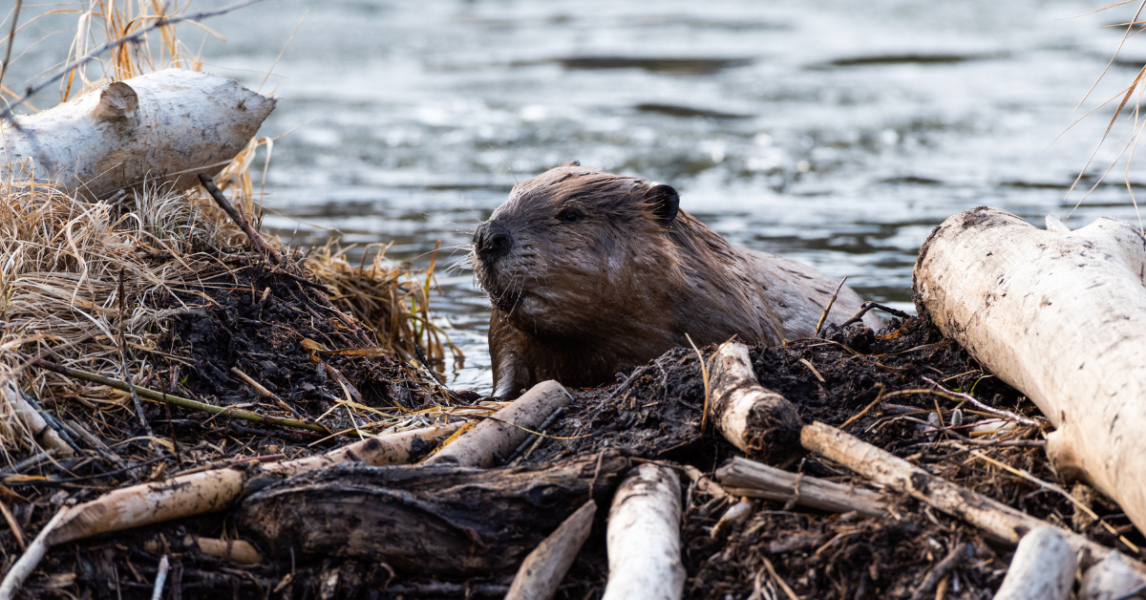 Support for Beaver Conservation to Revitalize Oregon’s Waterways ...