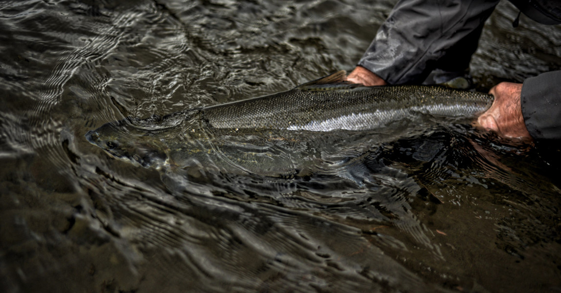 A Path Forward: Strategic Reform for ODFW Funding | Native Fish Society