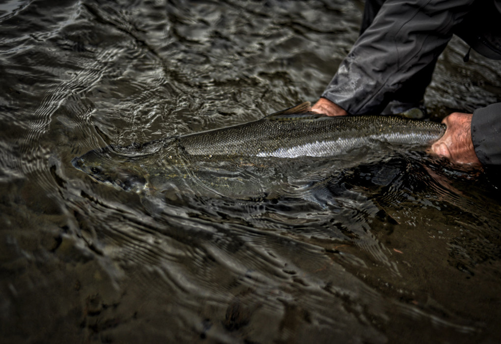 A Path Forward: Strategic Reform for ODFW Funding | Native Fish Society