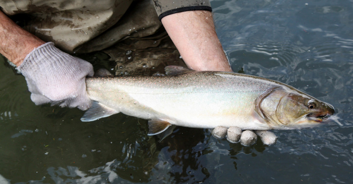 Protect Our Metolius River Wild Fish | Native Fish Society
