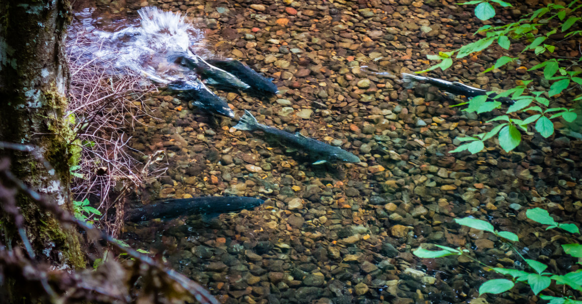 Reintroduction Hopes: What New Research Does (and Doesn’t) Tell Us ...