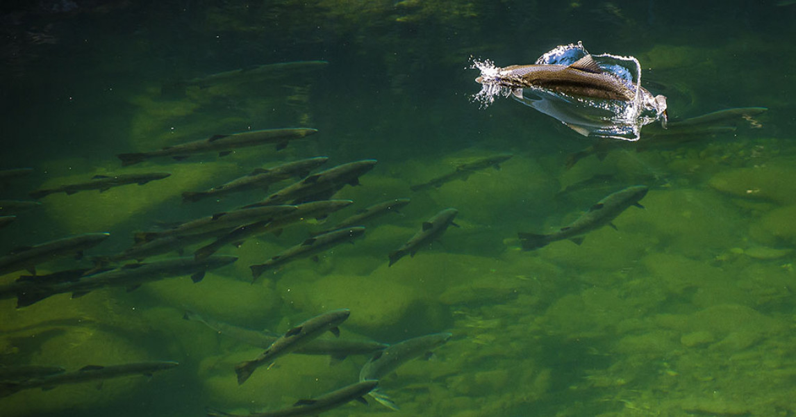 Home Waters: SxNW | Native Fish Society