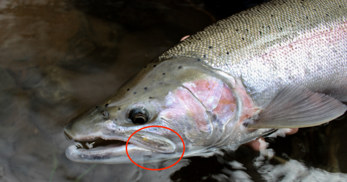 What is a maxillary clip? | Native Fish Society