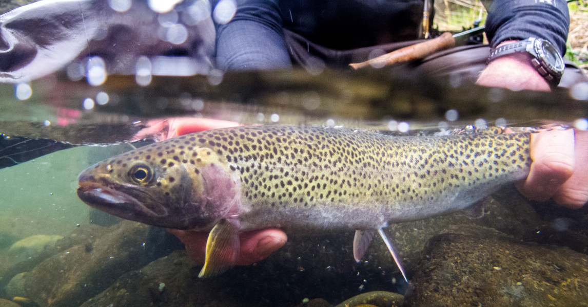 Trout Seasons Past and Present | Native Fish Society