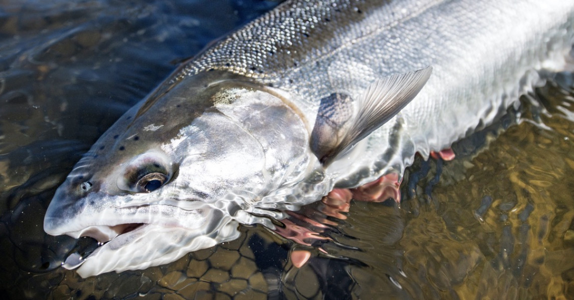 Let's stay vigilant for wild fish | Native Fish Society