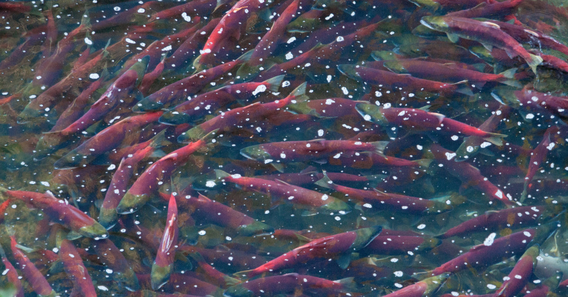 The Native Fish Society Welcomes New District Coordinators | Native ...