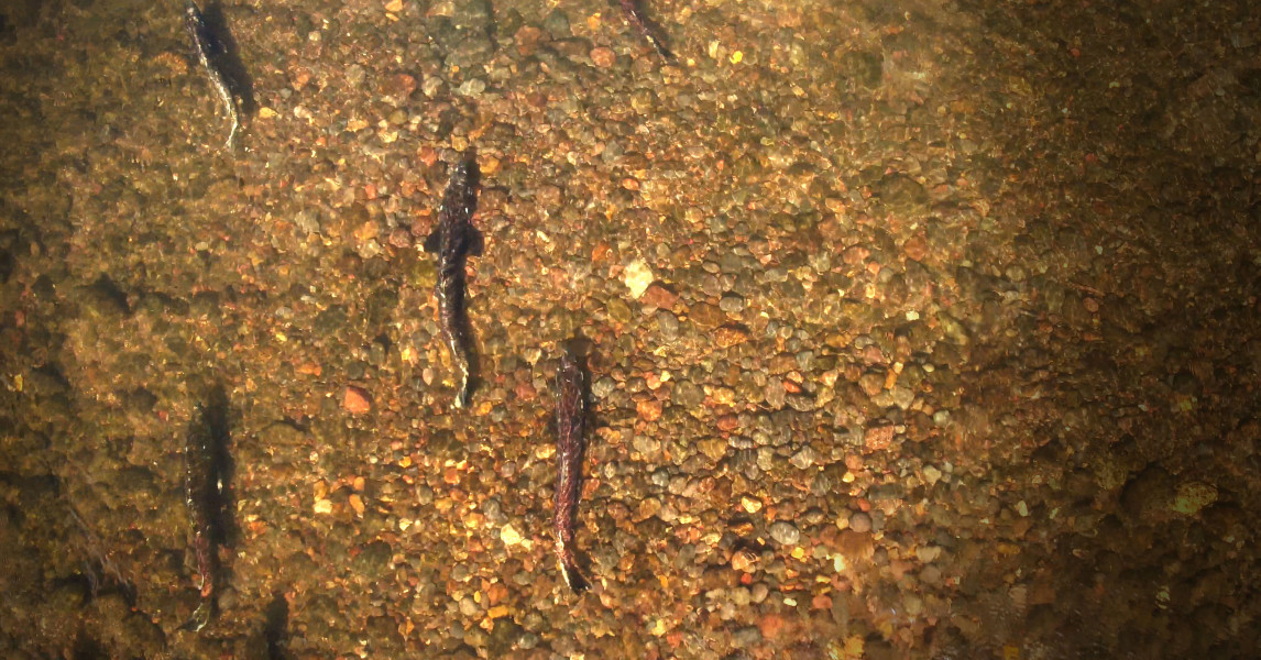 New ODFW assessment shows Conservation Plan is helping Rogue spring ...