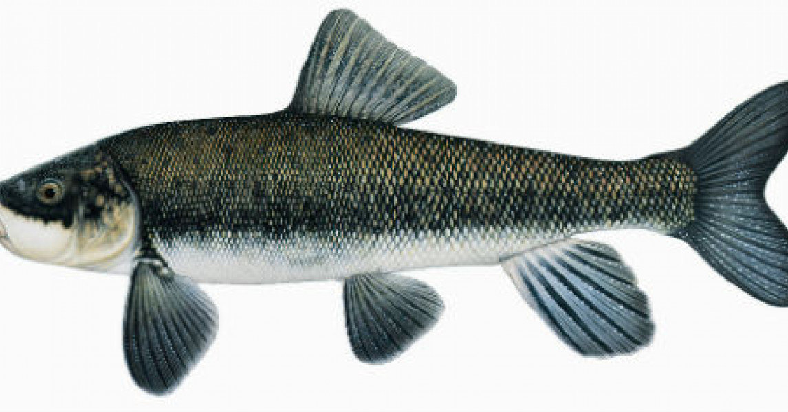 NFS opposition to Oregon House Bill 4016 | Native Fish Society