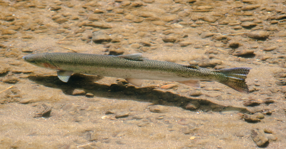 Comments on the Oregon Coast Hatchery DEIS | Native Fish Society