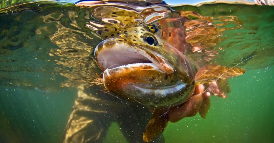 Deschutes River - Dinner and Drinks Recap | Native Fish Society