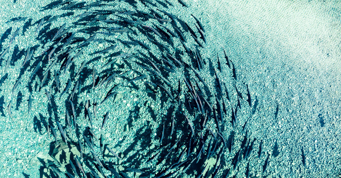 What Changes & What Remains | Native Fish Society