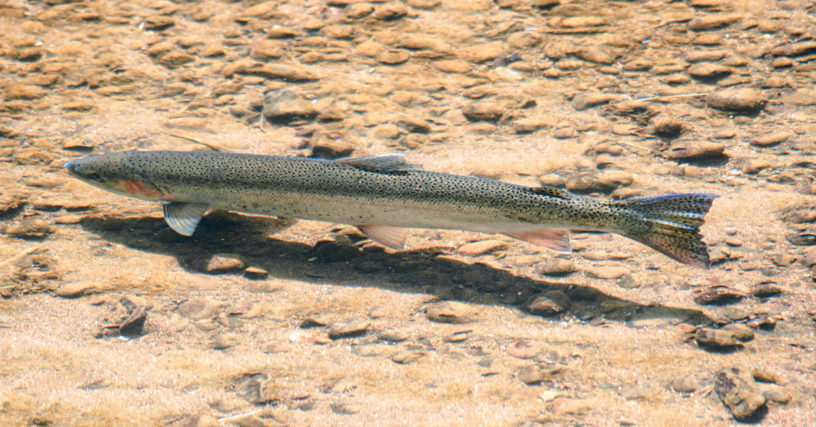 Oregon Coast Steelhead Decline | Native Fish Society