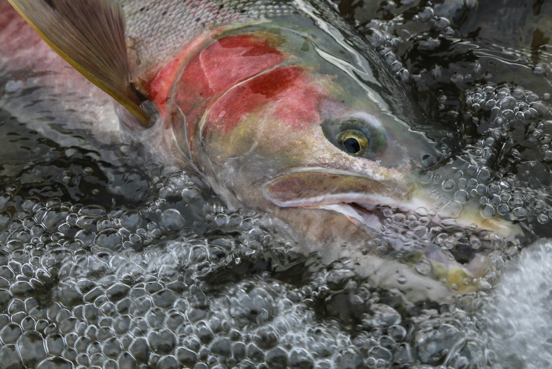 Release Wild Steelhead in Southern Oregon - One Last Chance | Native ...