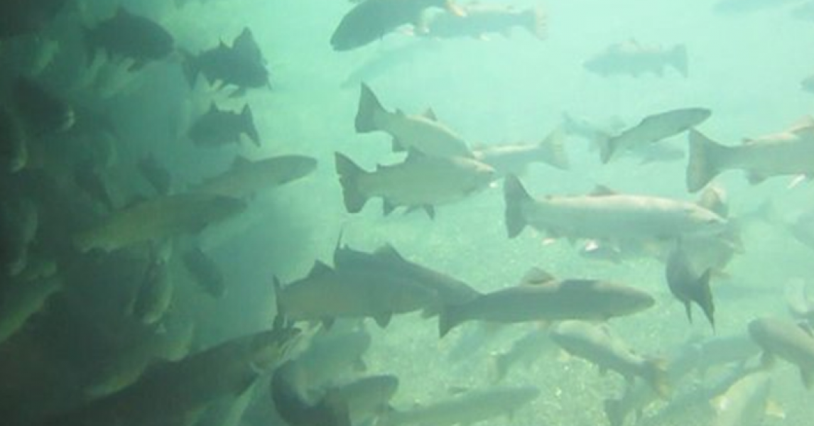 New Science Shines Light on Eel River Steelhead Ecology | Native Fish ...