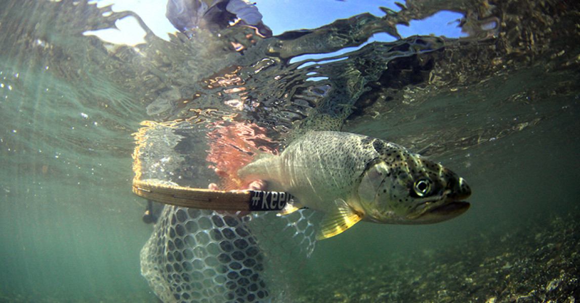 Coastal Cutthroat Curious | Native Fish Society