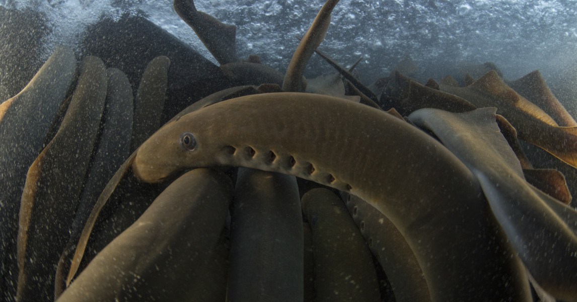 Pacific Lamprey | Native Fish Society