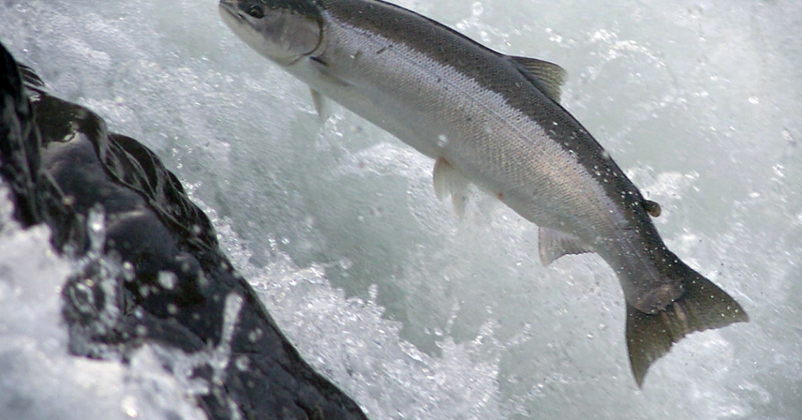 Wild Steelhead Protection | Native Fish Society