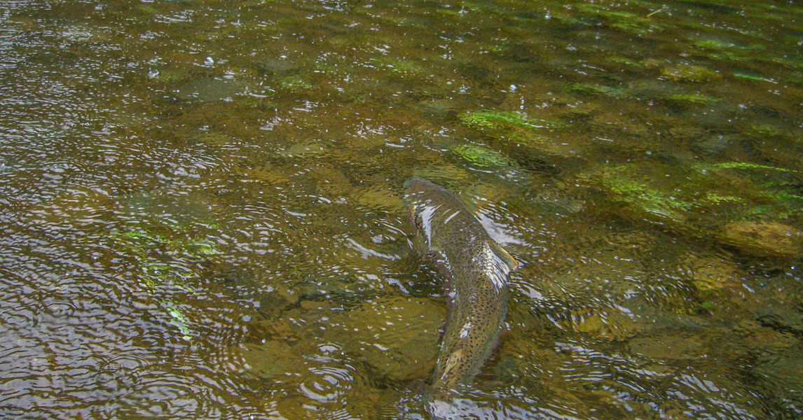 Comments to the Oregon Fish and Wildlife Commission: Release Wild ...