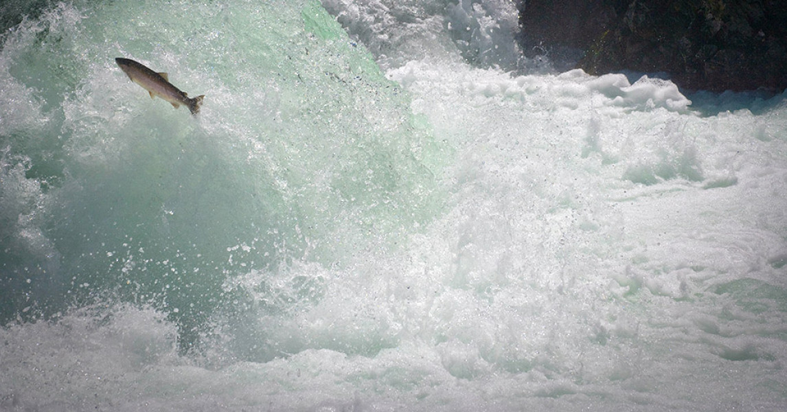Show Up January 17 for Wild Winter Steelhead | Native Fish Society