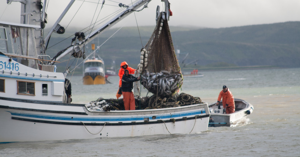 Harvest | Native Fish Society