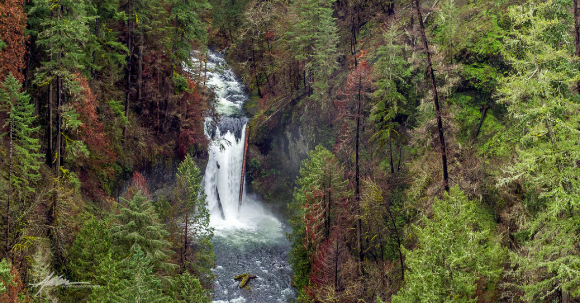Clackamas River | Native Fish Society