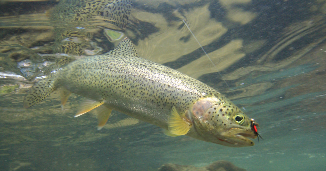 Snoqualamie River | Native Fish Society