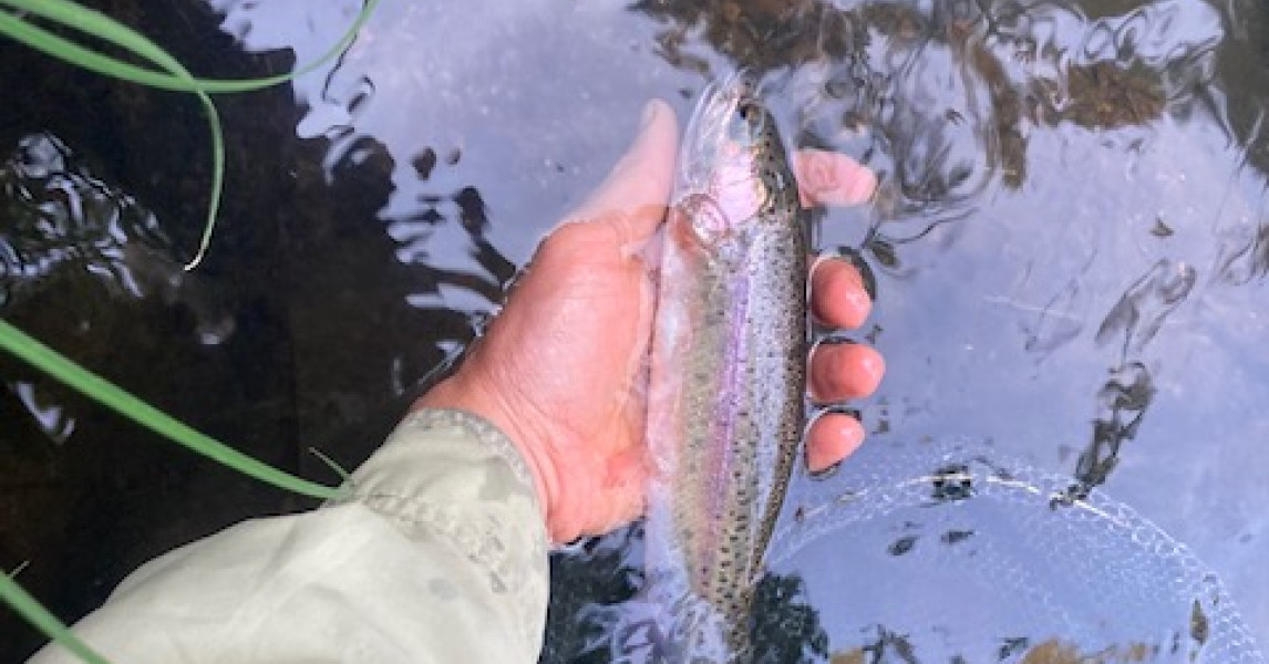 StEELhead Discoveries Series - Part 2 | Native Fish Society