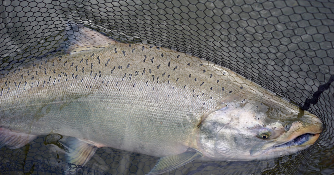 Fall Chinook | Native Fish Society