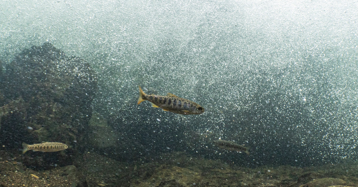 Kokanee Fish-Kill on South Santiam, Native Fish Safe | Native Fish Society