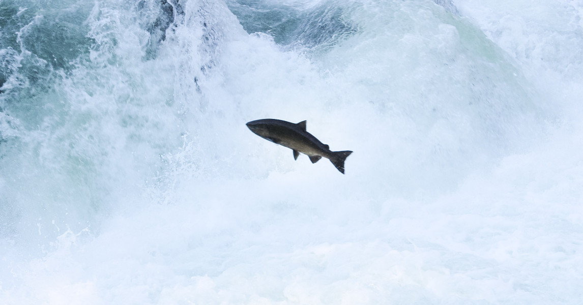 Lawsuit Against National Marine Fisheries Service Filed to Protect ...