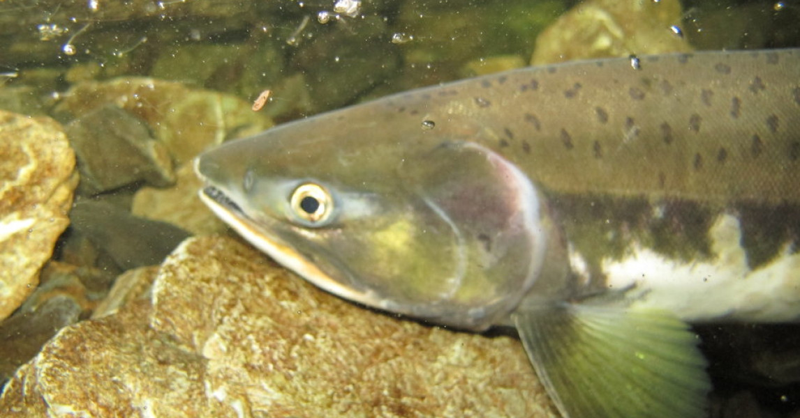 Pink Salmon | Native Fish Society