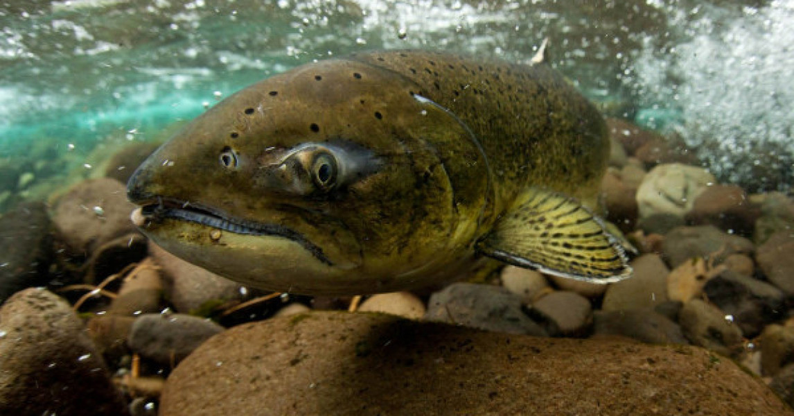 ReWild the Willamette | Native Fish Society