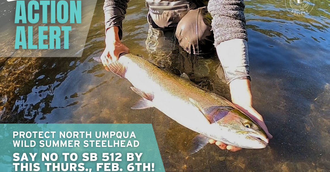 Urgent Action Alert: Protect North Umpqua Wild Steelhead | Native Fish Society