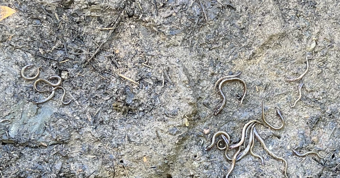 Winchester Dam Repairs Spark Massive Pacific Lamprey Kill | Native Fish ...