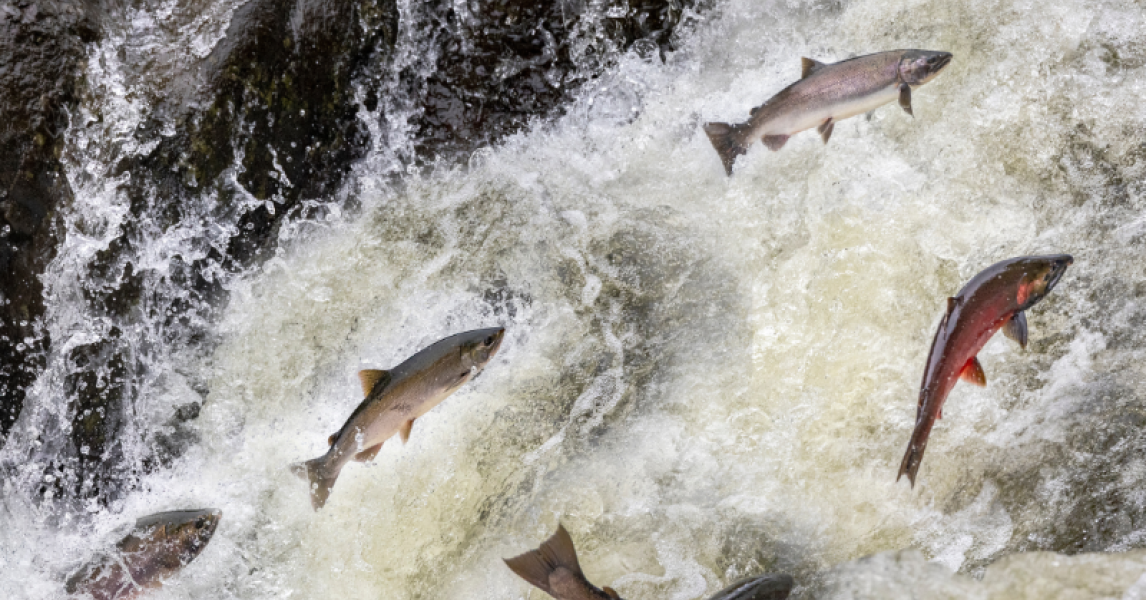Learning from Success: The Oregon Coast Coho Recovery Model | Native ...