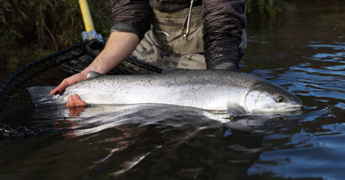 Winter Steelhead | Native Fish Society